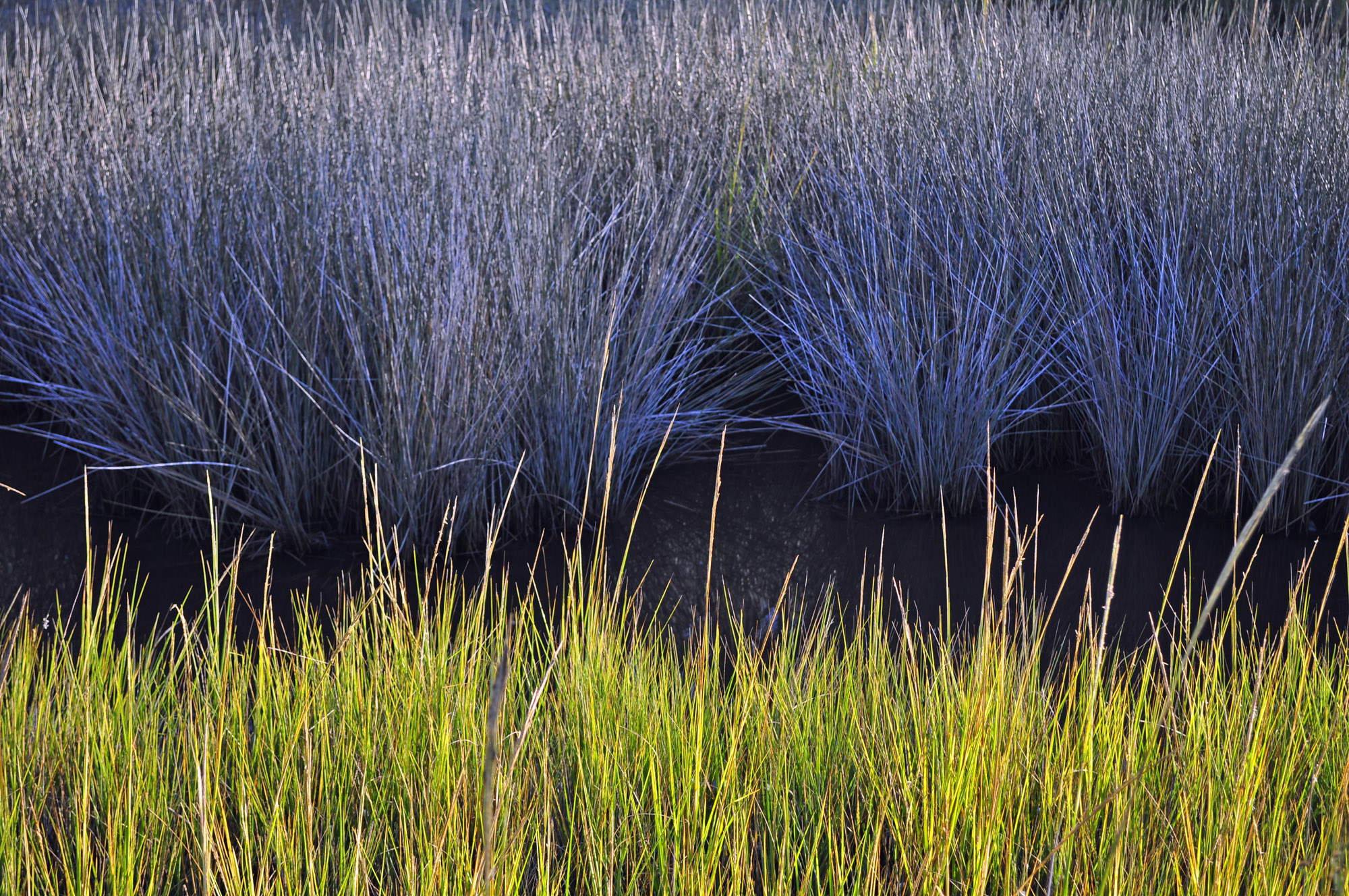 Marsh Landscapes Wall Art – Jekyll Island Photography